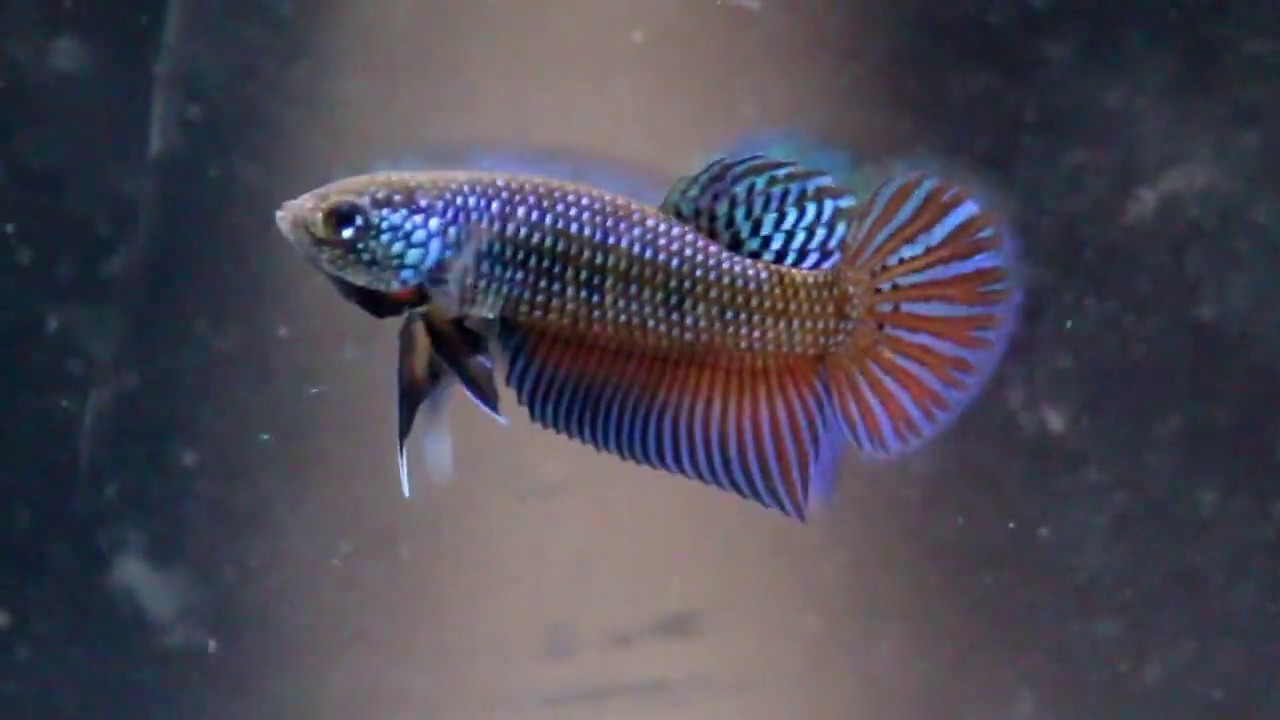 Wild Betta Stiktos - YouTube