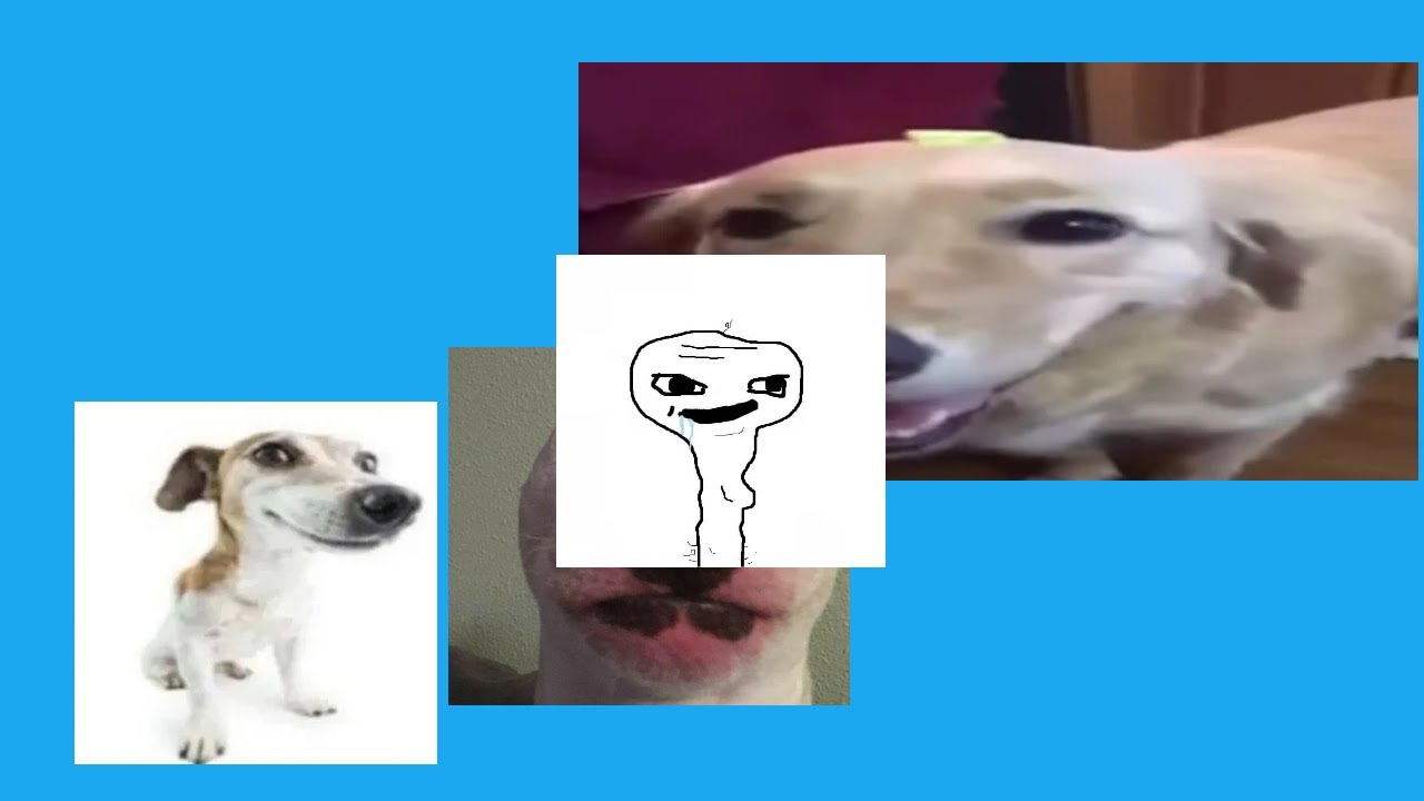 Wobbledogs ep 1: my dogs are wobbly and so am i - YouTube