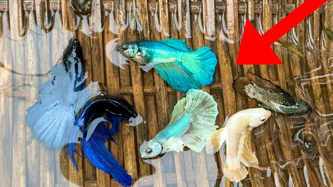 Unique Betta Fish Haul in a Hidden Lotus Lake! Discover the Beauty of ...
