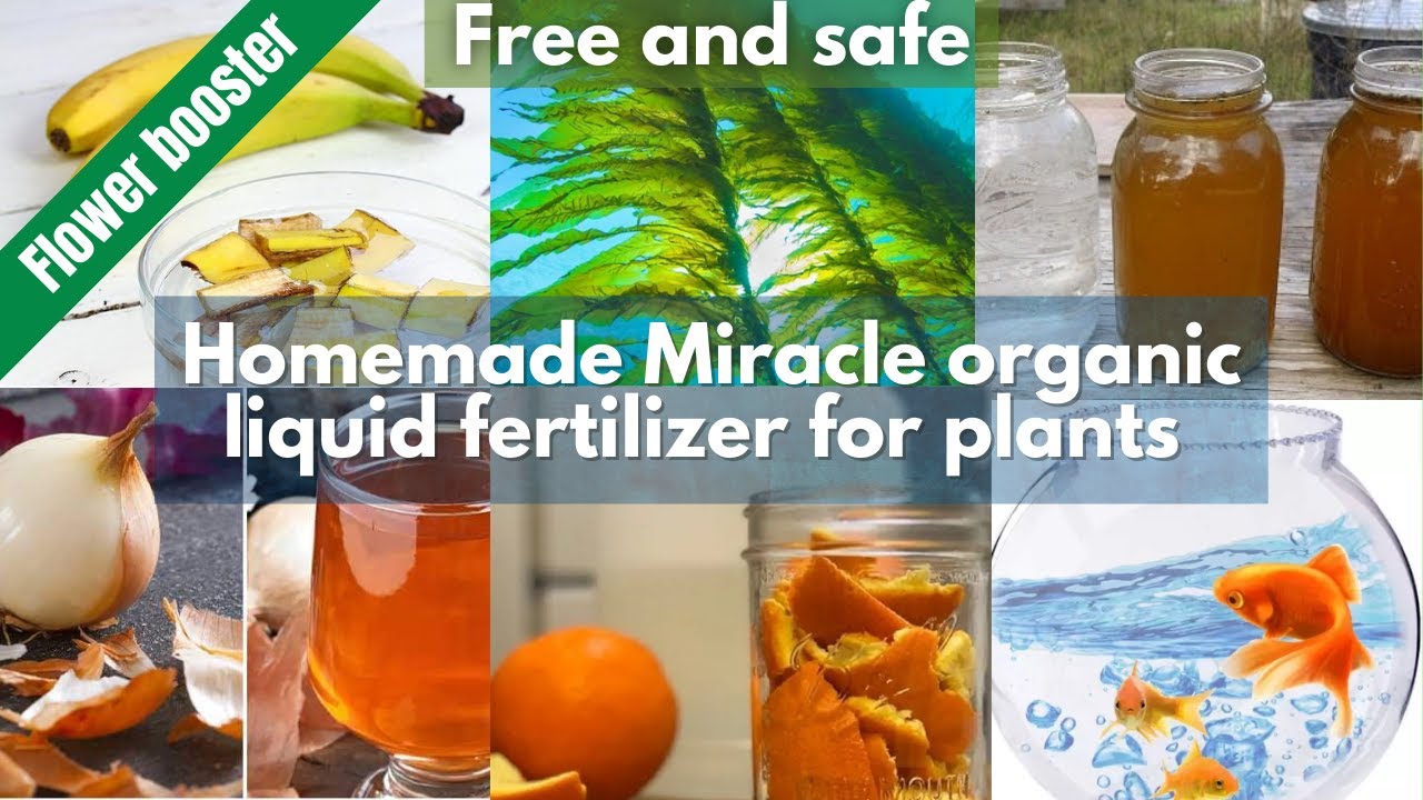 Homemade Liquid Fertilizer For Flowers - Homemade Ftempo