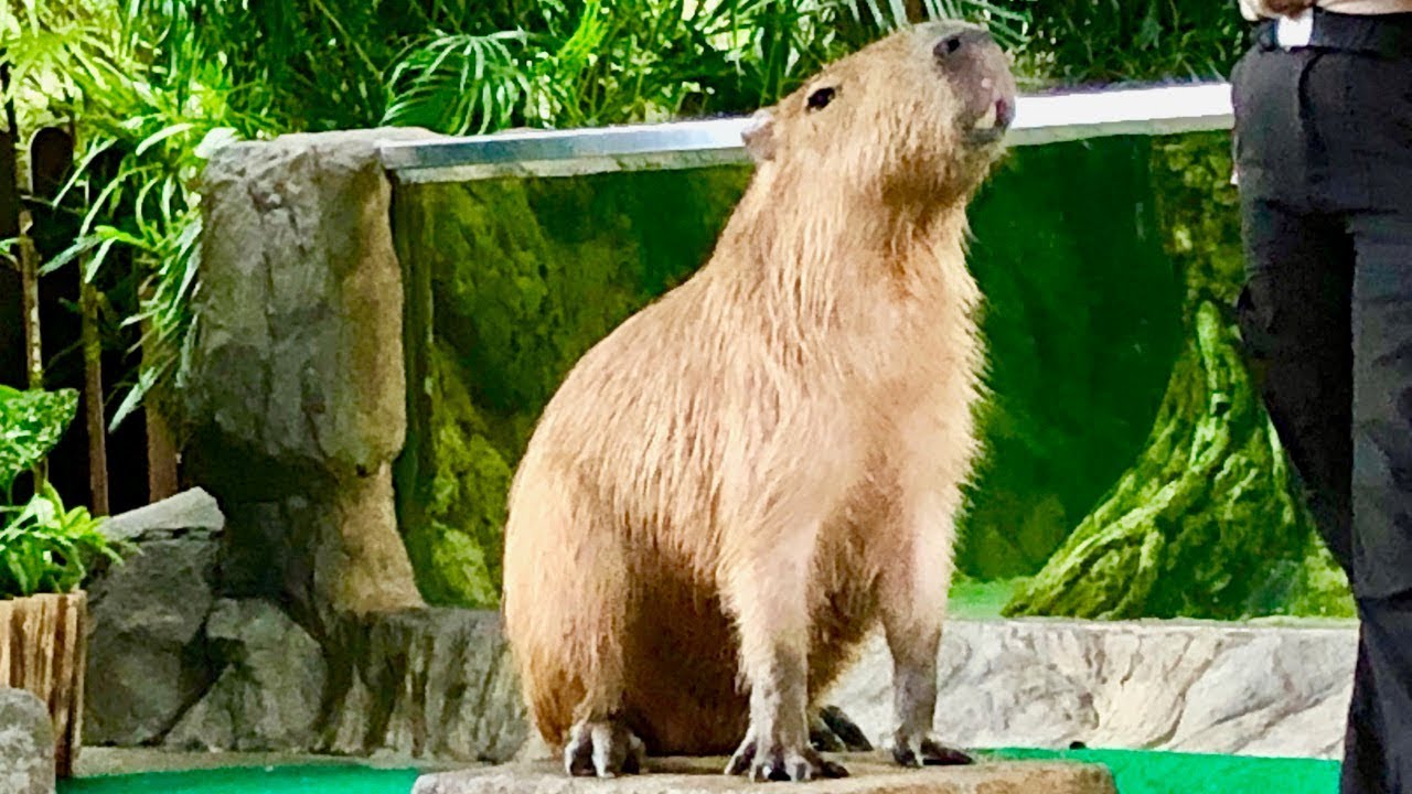 Singapore, Capybara Footage & Happy Guinea Pigs - YouTube