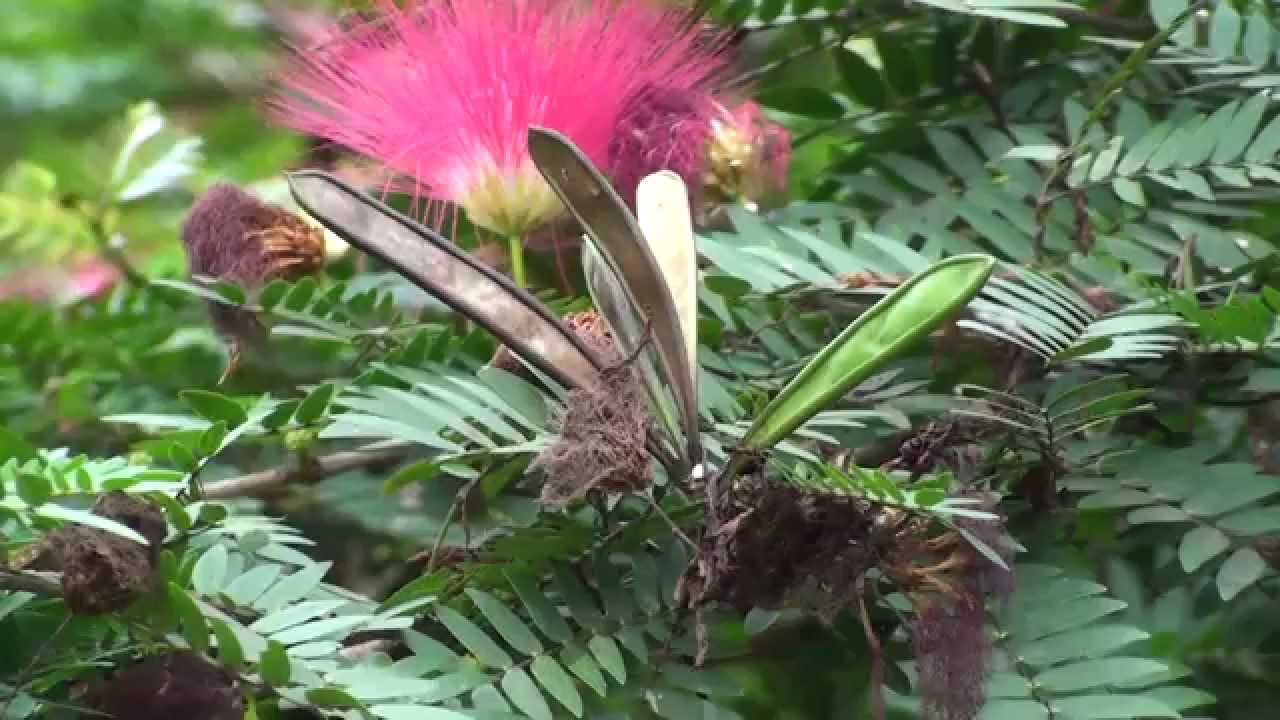 Calliandra haematocephala - YouTube
