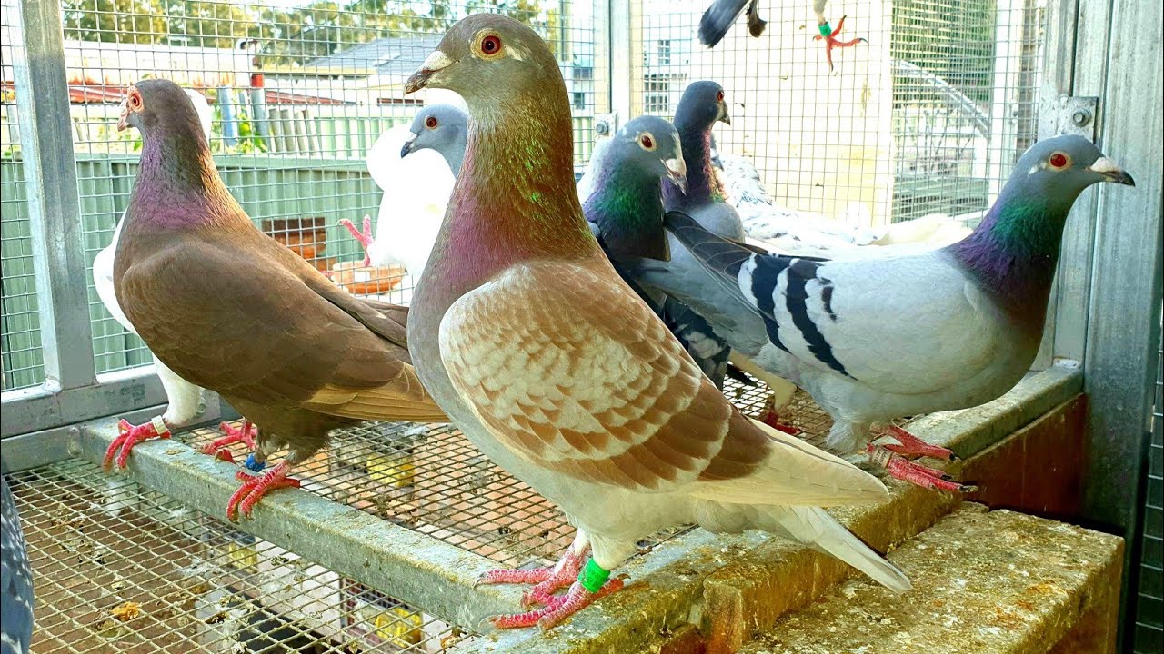 Breeding pigeons getting tamer! - YouTube