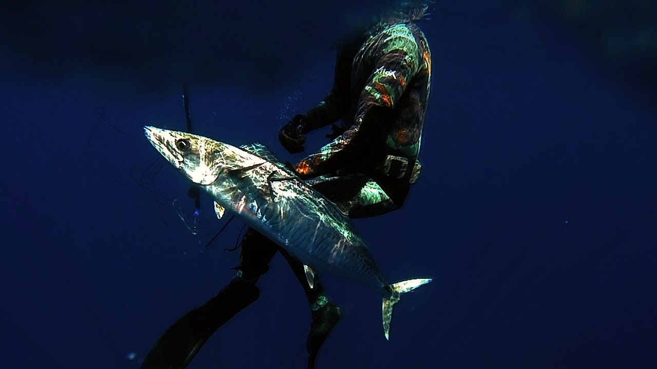 SPEARFISHING Western Australia - Warmth Of The Current - YouTube