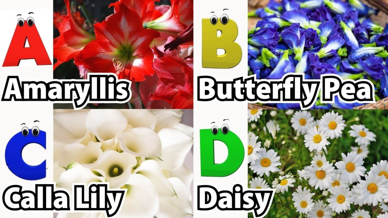 ABC Flowers Song | Alphabet Song | Learn English, Alphabets and Flowers ...