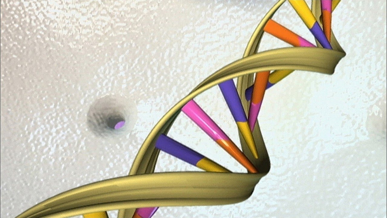 Des chercheurs parviennent à modifier génétiquement un embryon humain ...