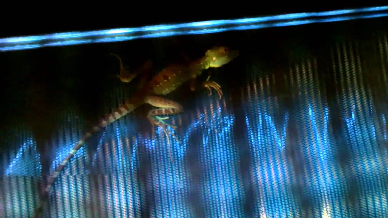 My Basilisk Lizards and Fish Tanks - YouTube