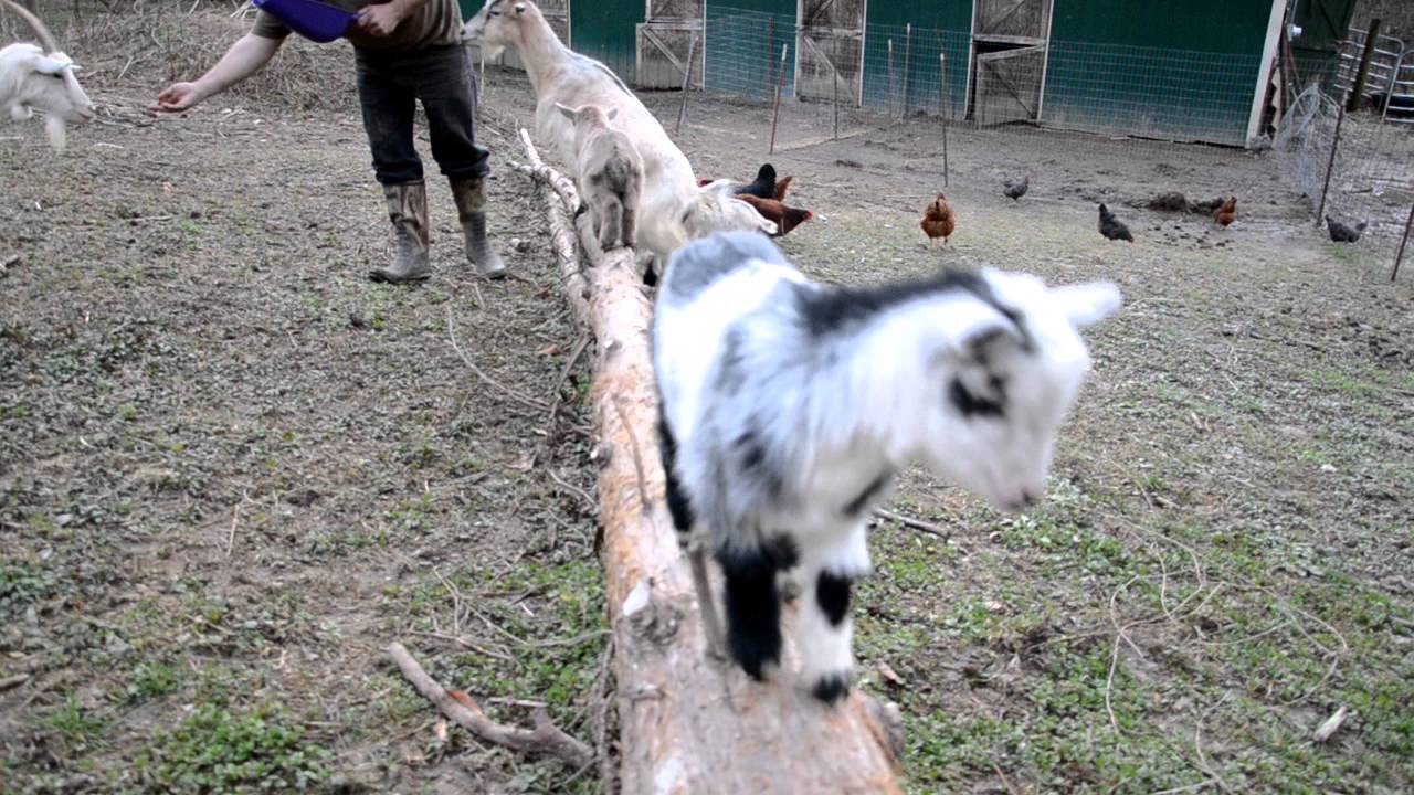 Goat Tricks - YouTube
