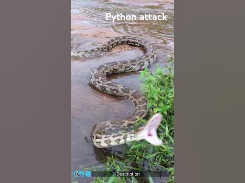 python attacks cameraman.. Indian rock python tries to bite the camera ...