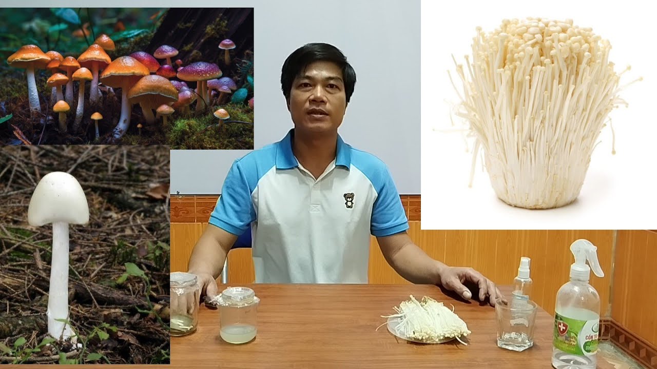 Hướng dẫn tự làm giống nấm Kim trâm và các loại nấm nhỏ - YouTube