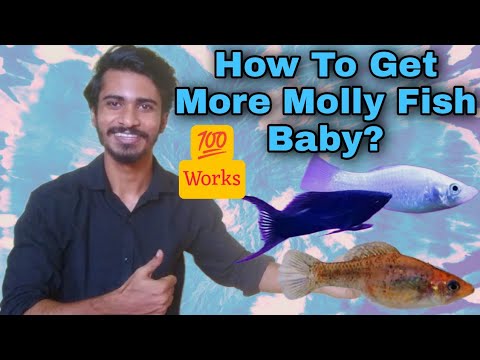 How Many Male Female Molly Fish is best for breeding? Best breeding ...