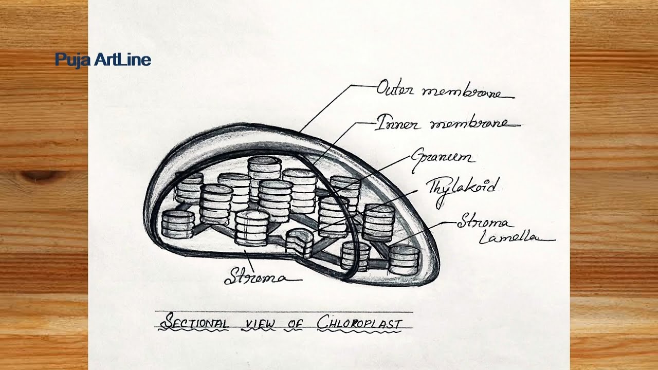 How to Draw chloroplast/Biology class/Science project/Easy trick to ...