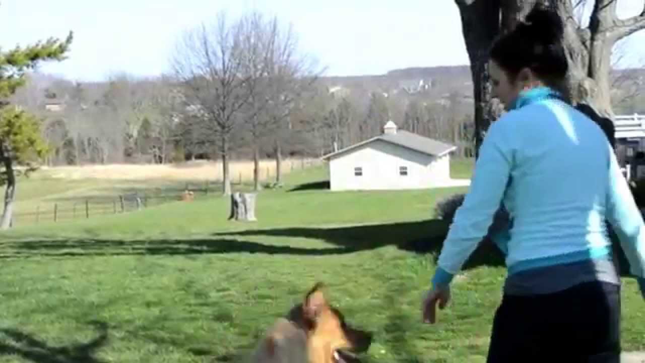 Fetch with a Boing Dog Toy - YouTube