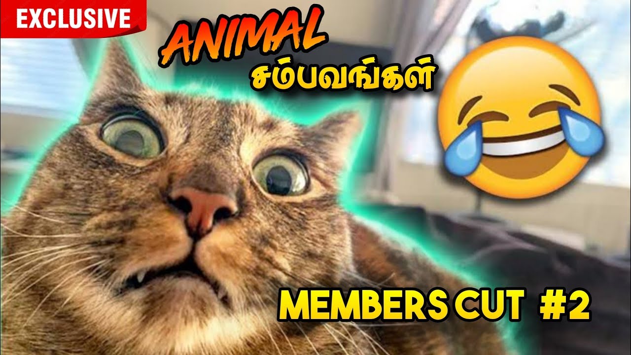 வில்லங்கமான விலங்குகள் - Members Cut #2 - YouTube