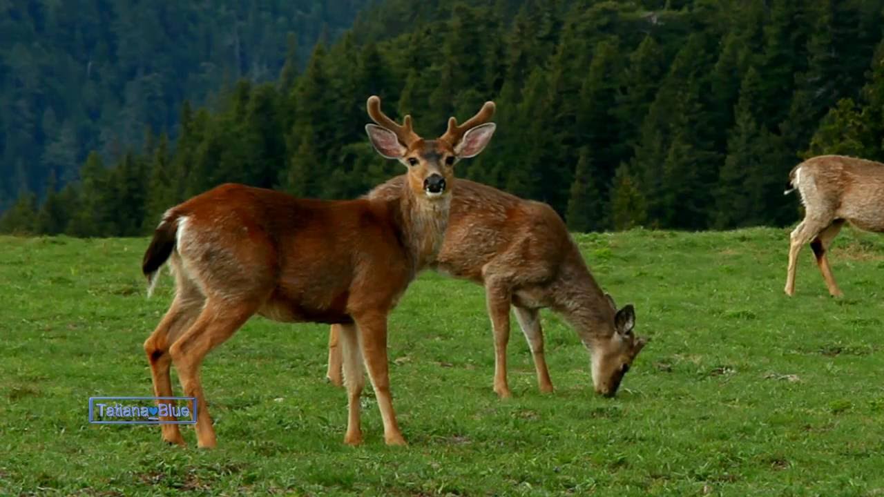 Moartea caprioarei (Death Of The Deer) - Nicolae Labiș - YouTube