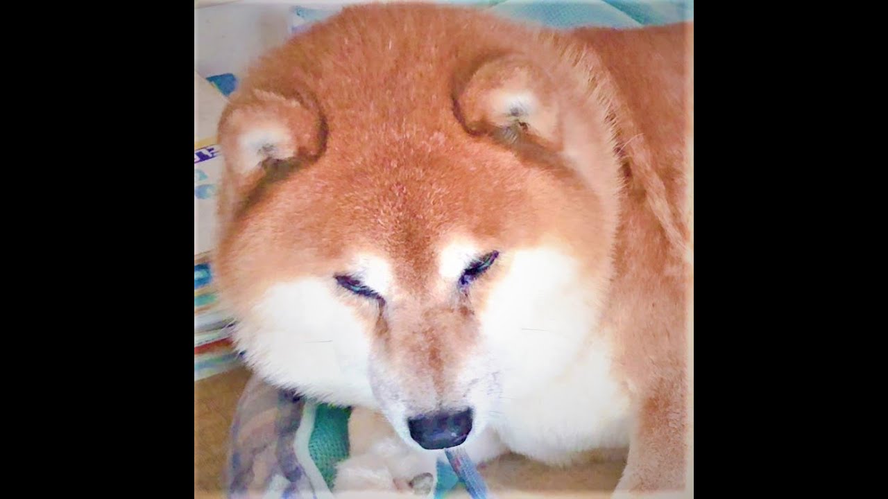 My dog has a judging face. - YouTube