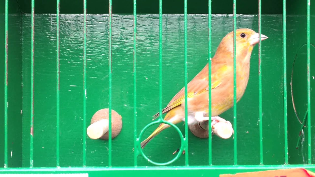 Greenfinch mutation hens for 2012 - YouTube