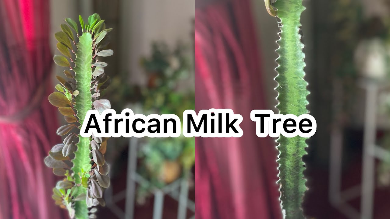 African Milk Tree Care and Propagation/All About African Milk Plant ...