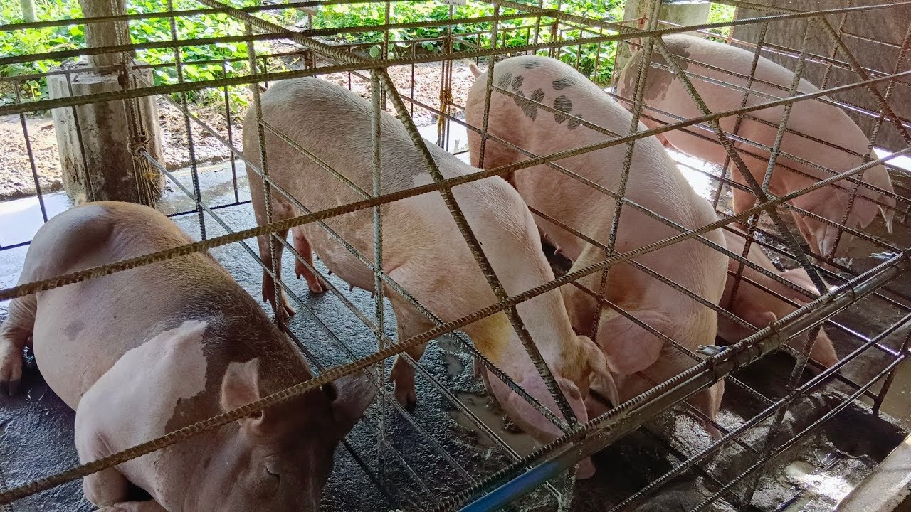 Update Sa Aking Baboyan Vitamins Pagpakasta At Pag Kondisyon Sa Mga ...