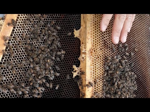 İlginç Dersler, Ölen İki Arının Karşılaştırılması