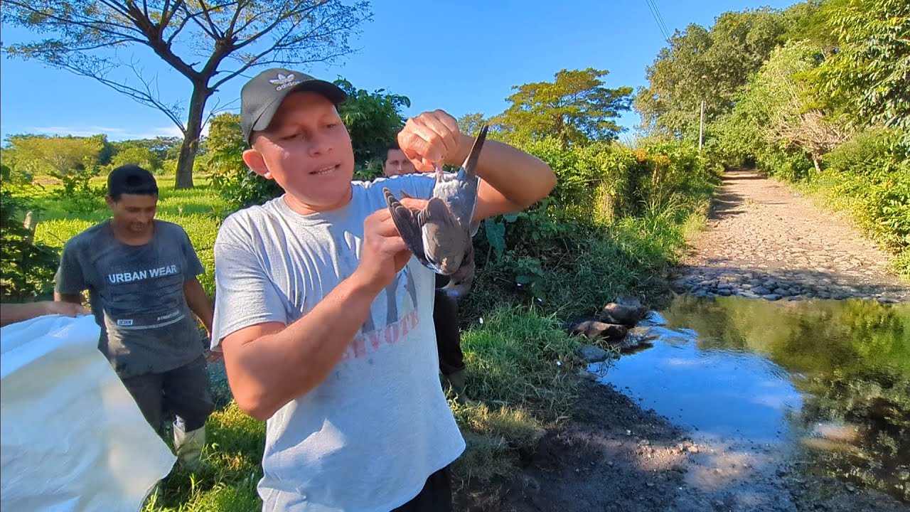 cazando palomas con rifle de aire,,, llegamos a cazar al kilo - YouTube