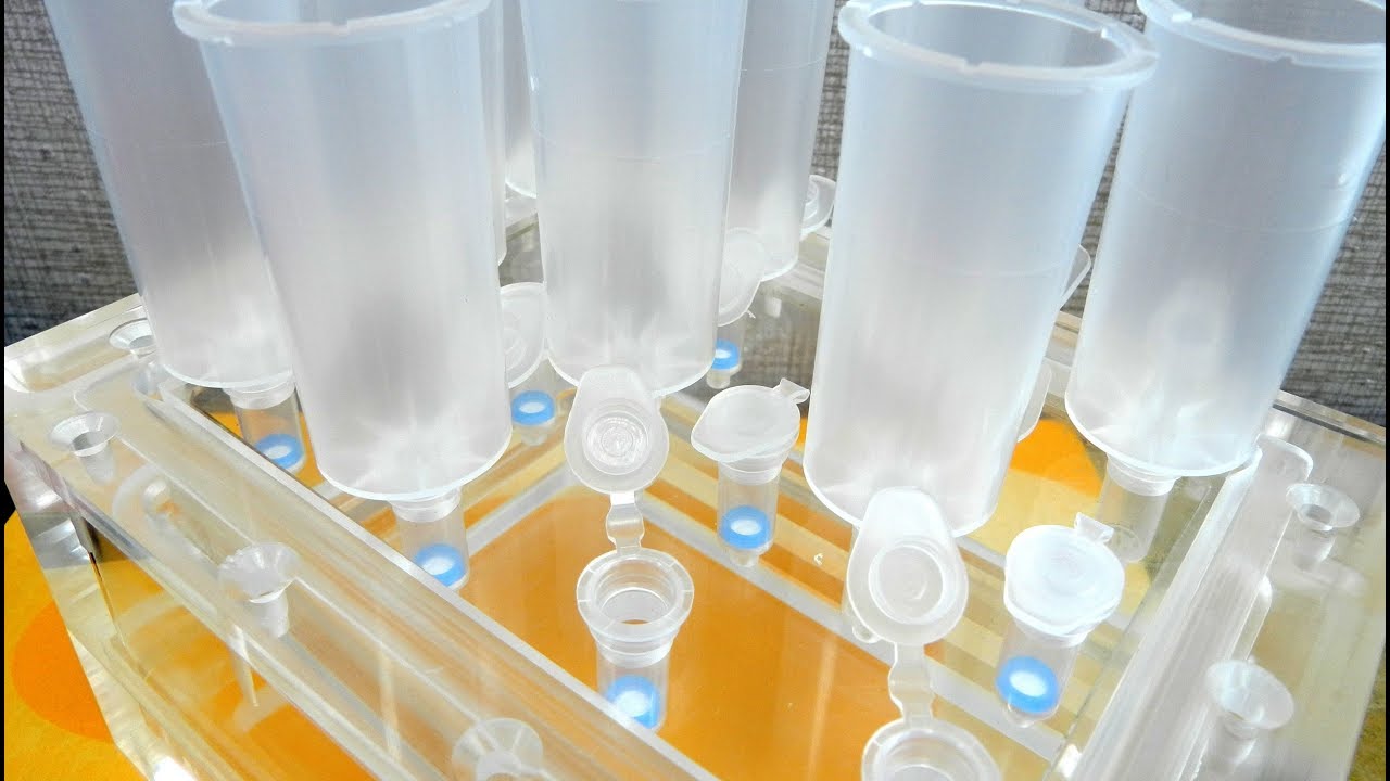 How to Use a Vacuum Manifold for DNA/RNA Extraction - YouTube