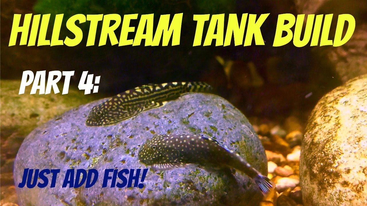 Hillstream Tank Build Part 4 - Just Add Fish! - YouTube