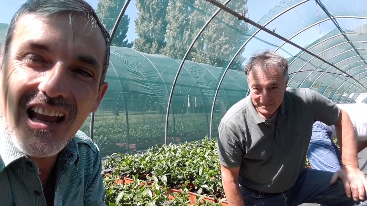 Raccolta tenere foglie della camelia tea chinensis - YouTube