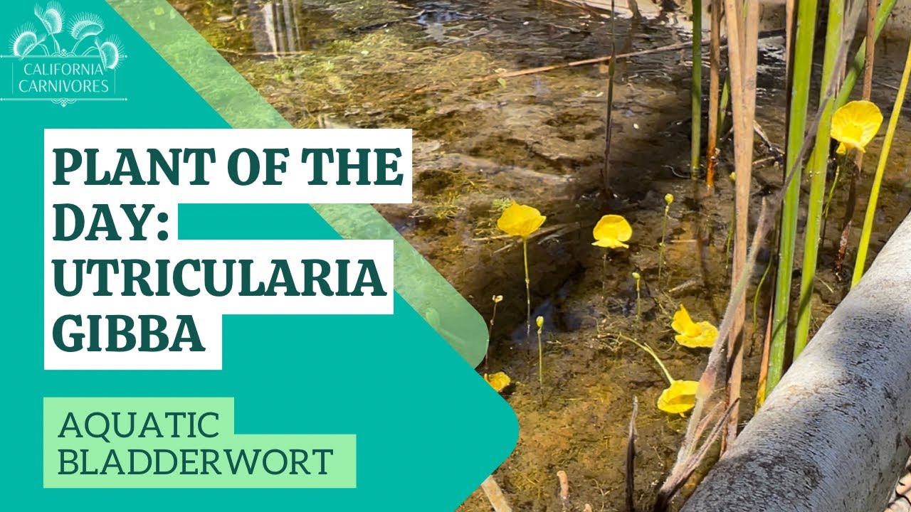 Plant of the Day: Utricularia gibba - YouTube