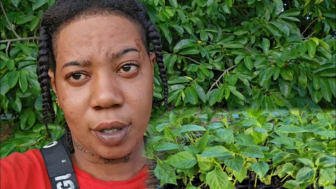 FINNISHING UP THE WORK ON THE FRAM PLANTING SWEET PEPPERS - YouTube