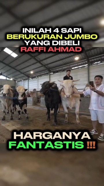 Inilah 4 sapi berukuran jumbo yang dibeli Raffi Ahmad 😱😱 - YouTube