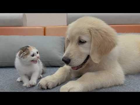 My Golden Retriever Heals a Terrified Rescue Kitten in Just 3 Meetings!