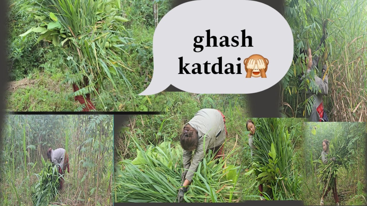 ghash katdai aama xori ghash katda hat katyo😪💖 - YouTube