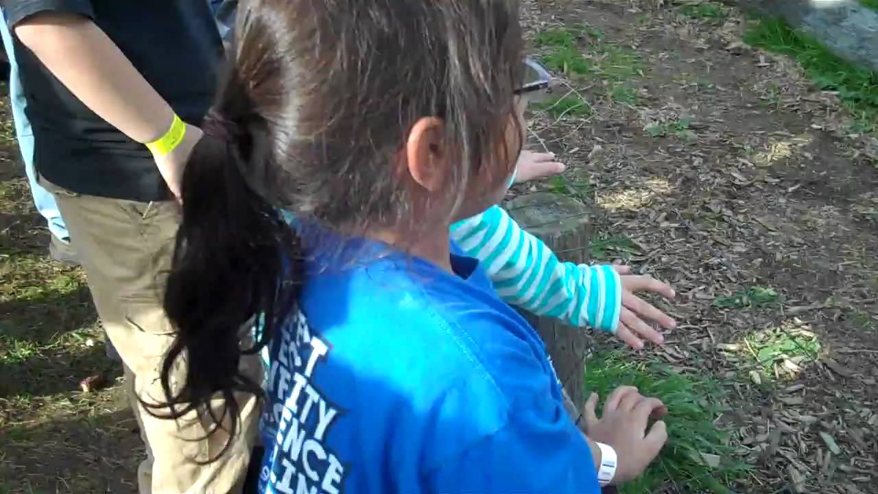 Guerrero brazilian Jiu-jitsu Trip pig races 2 - YouTube