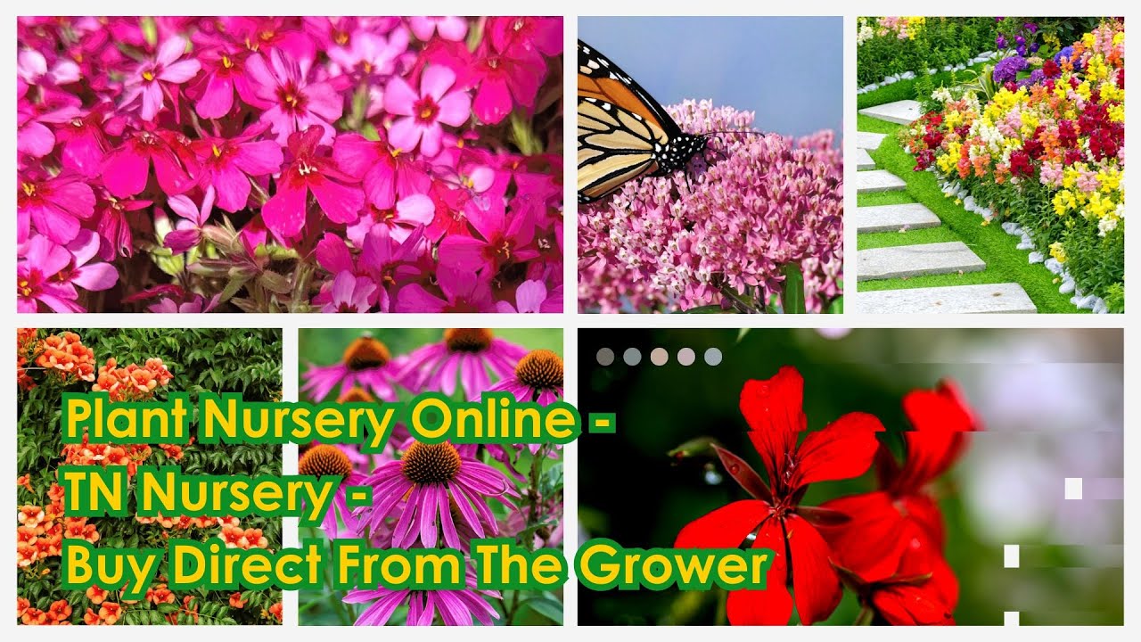 Plant Nursery Online - TN Nursery - Buy Direct From The Grower - YouTube