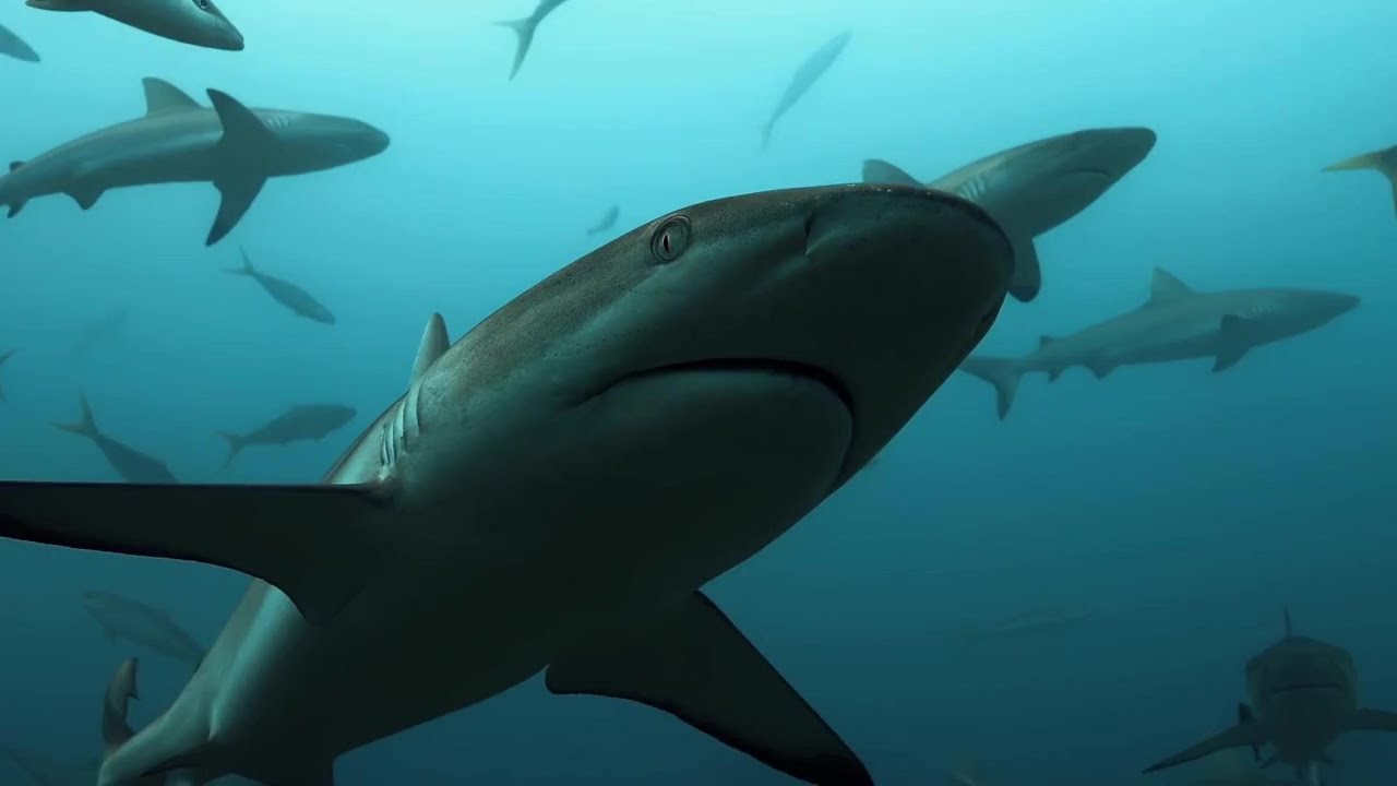School of Grey Reef Sharks Filmed in Tahiti Pacific Ocean 4K - YouTube