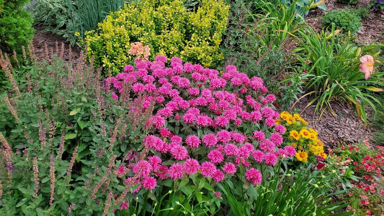 July Garden Tour, MN Zone 4, Pollinator Plants, Annuals, Perennials ...