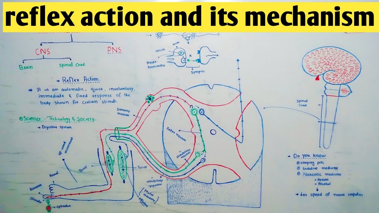 Reflex action and reflex arc and its mechanism | class 10th | Chapter ...