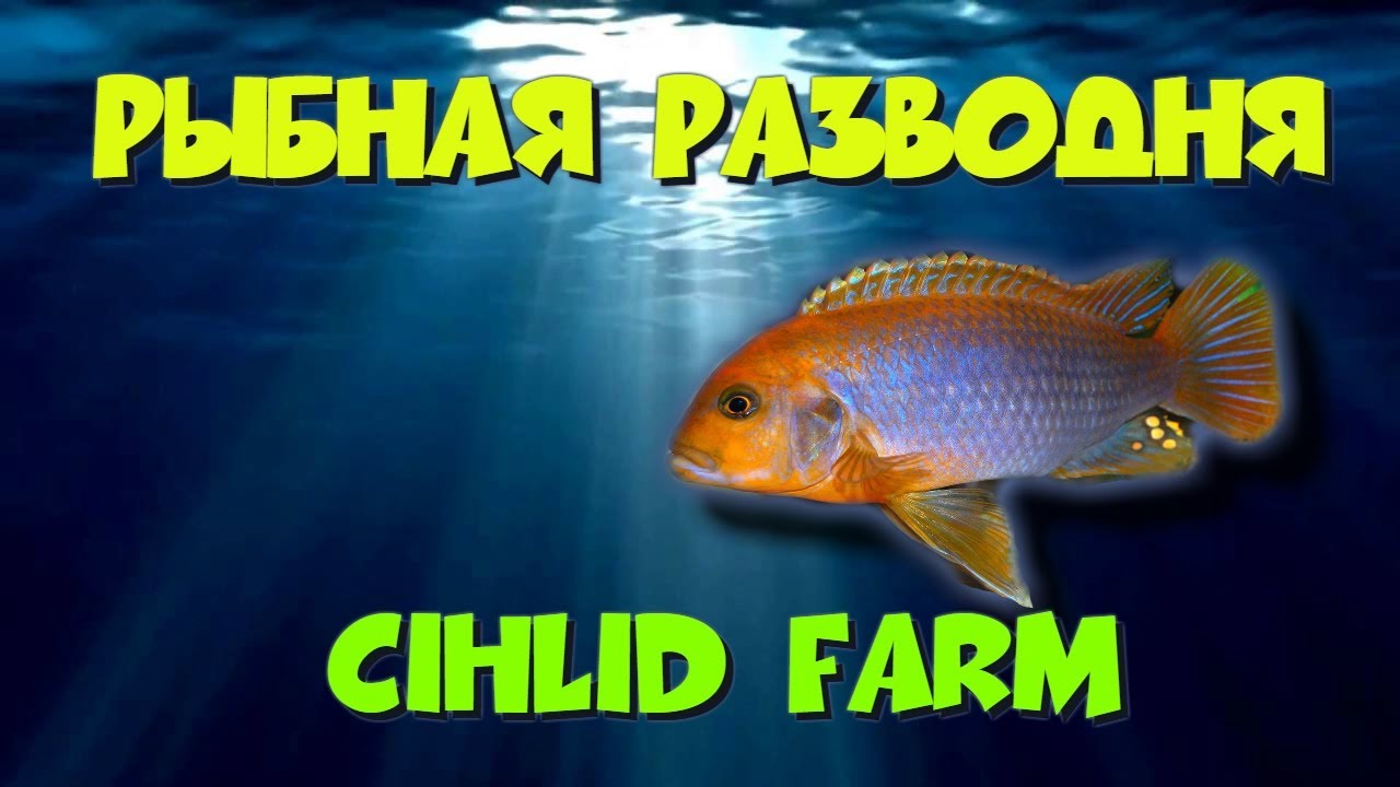 Будни на разводне. Цихлидная разводня. Cichlid farm - YouTube