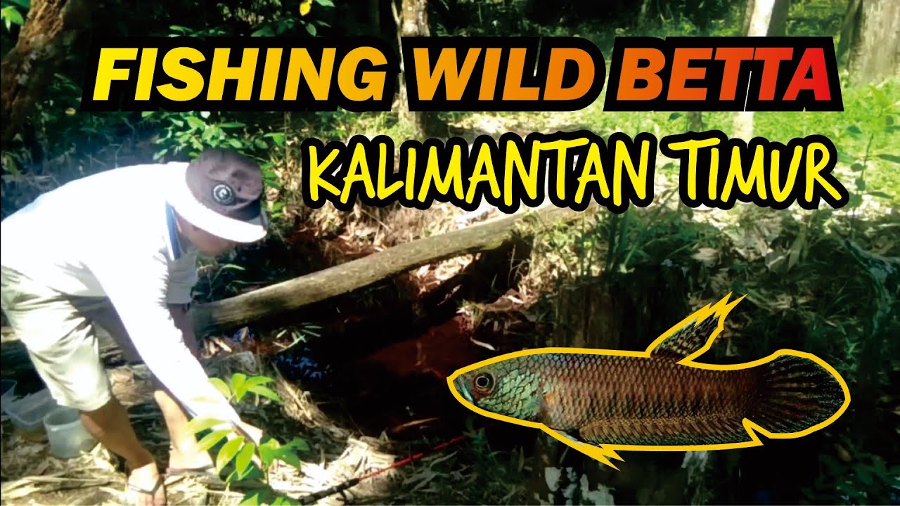Panen, Mancing Wild Betta, Patoti dan Balunga di Spot jalan poros Bontang - Samarinda. - YouTube
