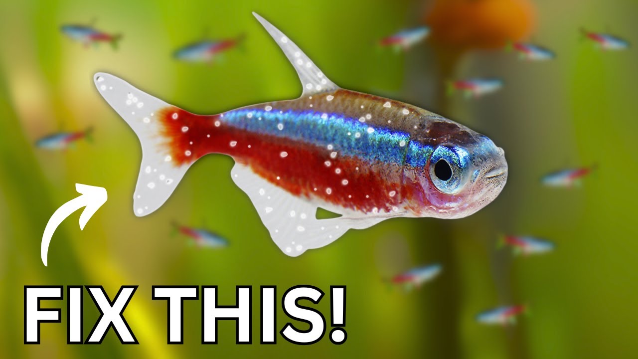Top Aquarium Diseases - How to Fix Sick Fish! - YouTube