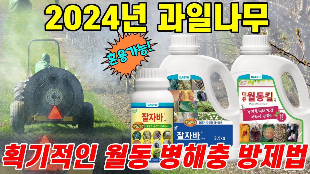 2024년 과일나무 병해충 밀도 줄이는 석회유황합제 기계유유제 대체제로 쉽게 치는 방법 대유 잘자바 대유 월동킬