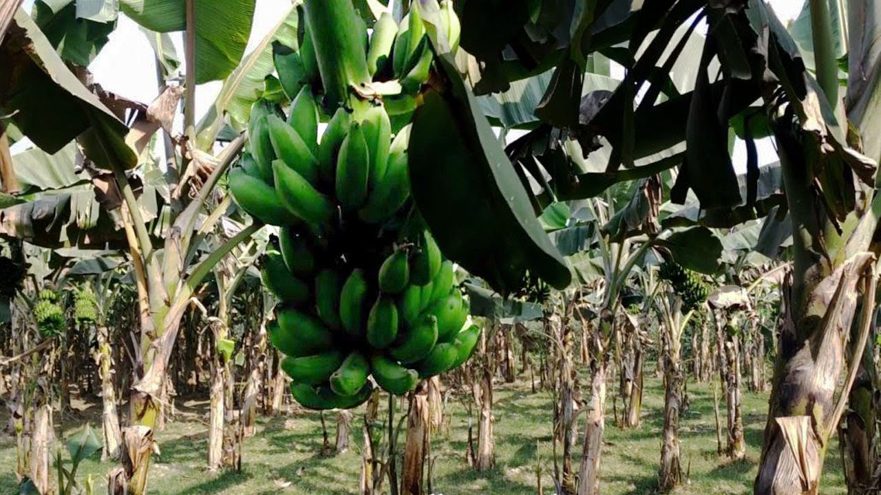 Banana Field // Inspection of pressed banana fields // Village ...