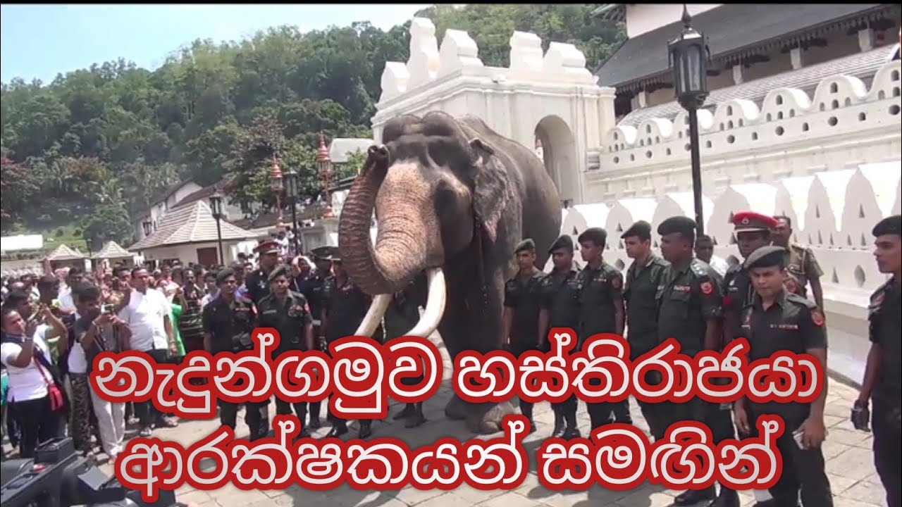 Nadungamuve Raja @ Kandy - YouTube