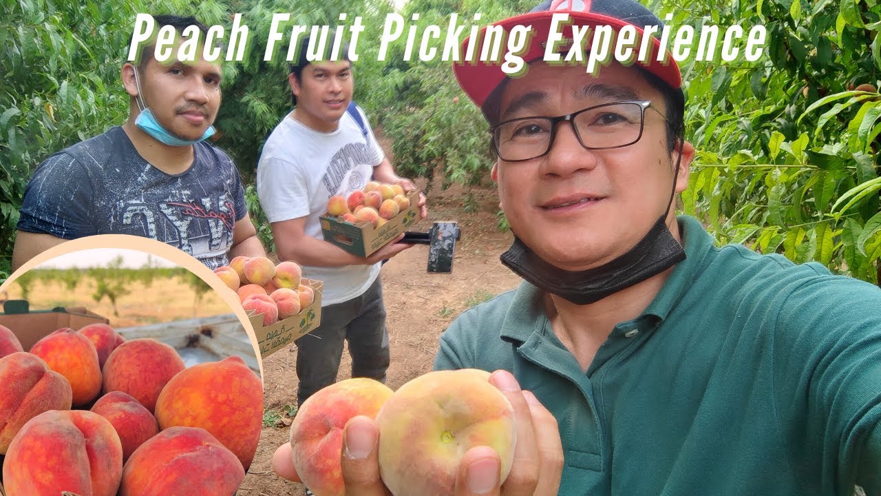 Peach Fruit Picking Experience at Al Qassim Tree Farm - YouTube