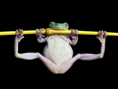 Flurya Mekanı - Kurbağa 012 (Frog) Dere Kurbağa