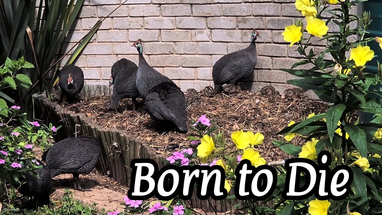 Guinea Fowl in Suburban South Africa: From 62 to 12 baby keets in 6 ...