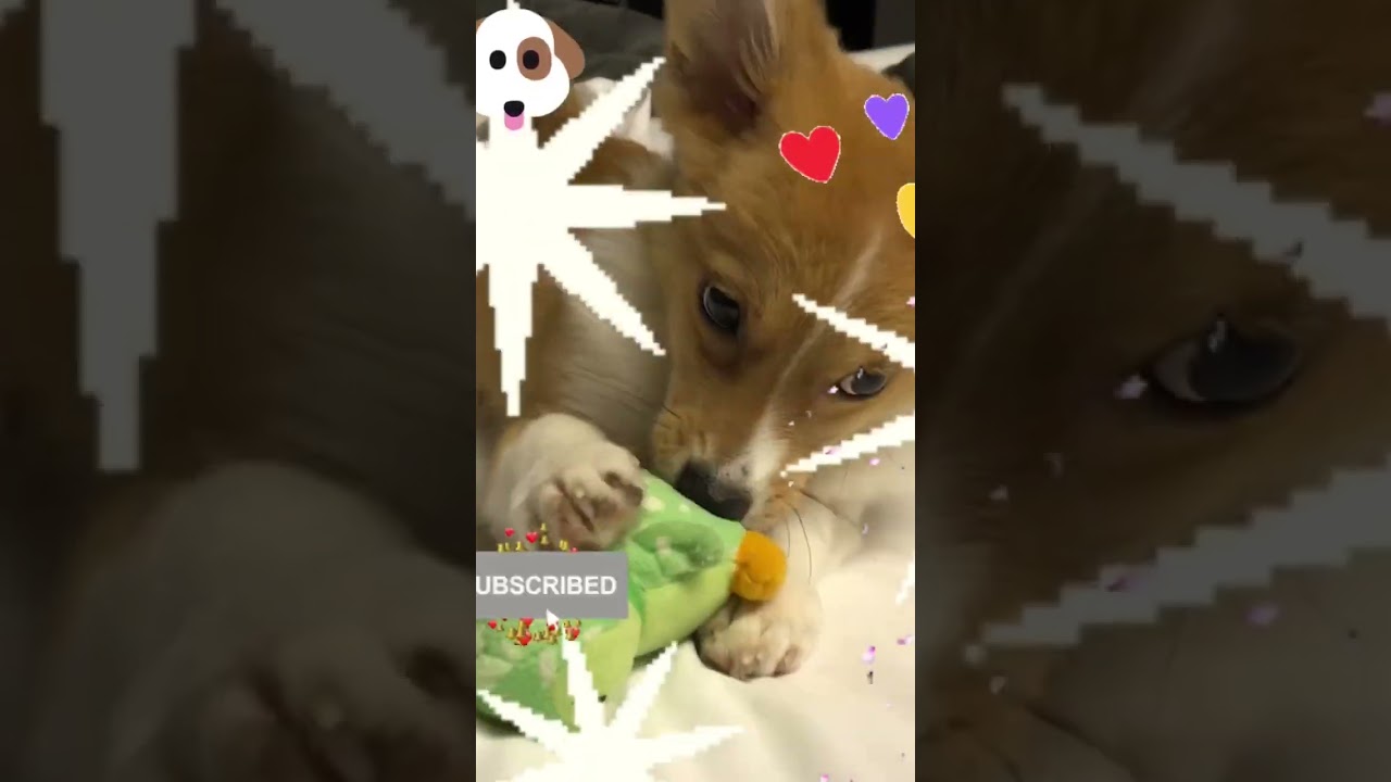 🐶 Simba Playing With His Toy 🐶 Subscribe! 👍🔔 - YouTube