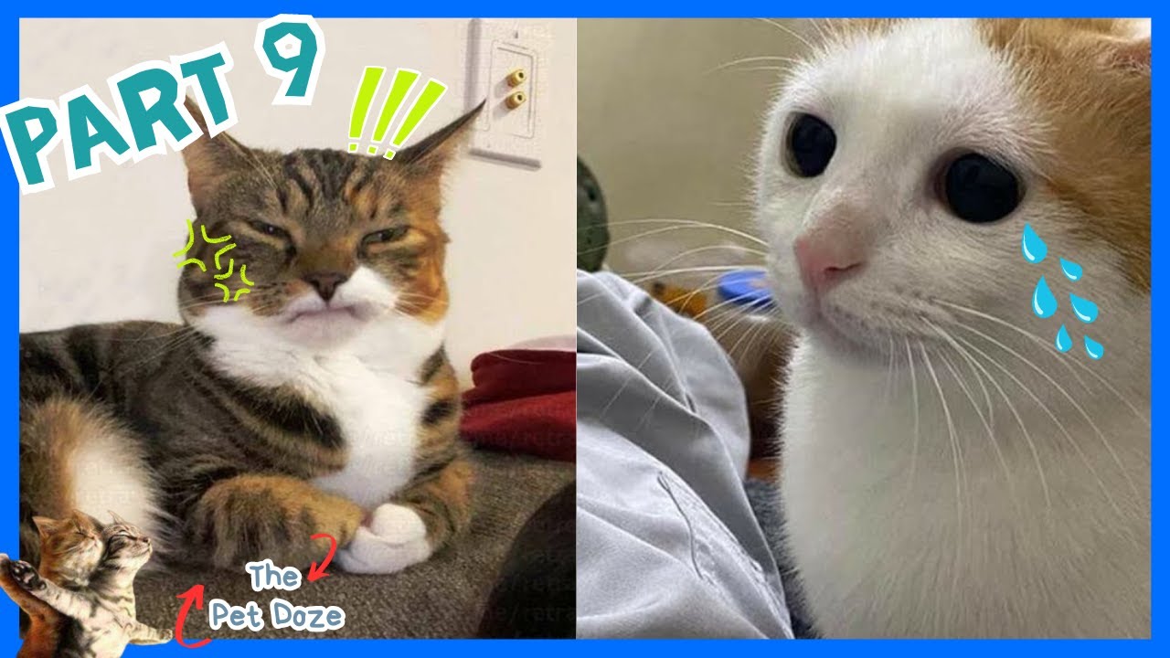 Funny Dog And Cat Videos 🐱 | Best Funny Animals Video 2024 #9 - The Pet ...