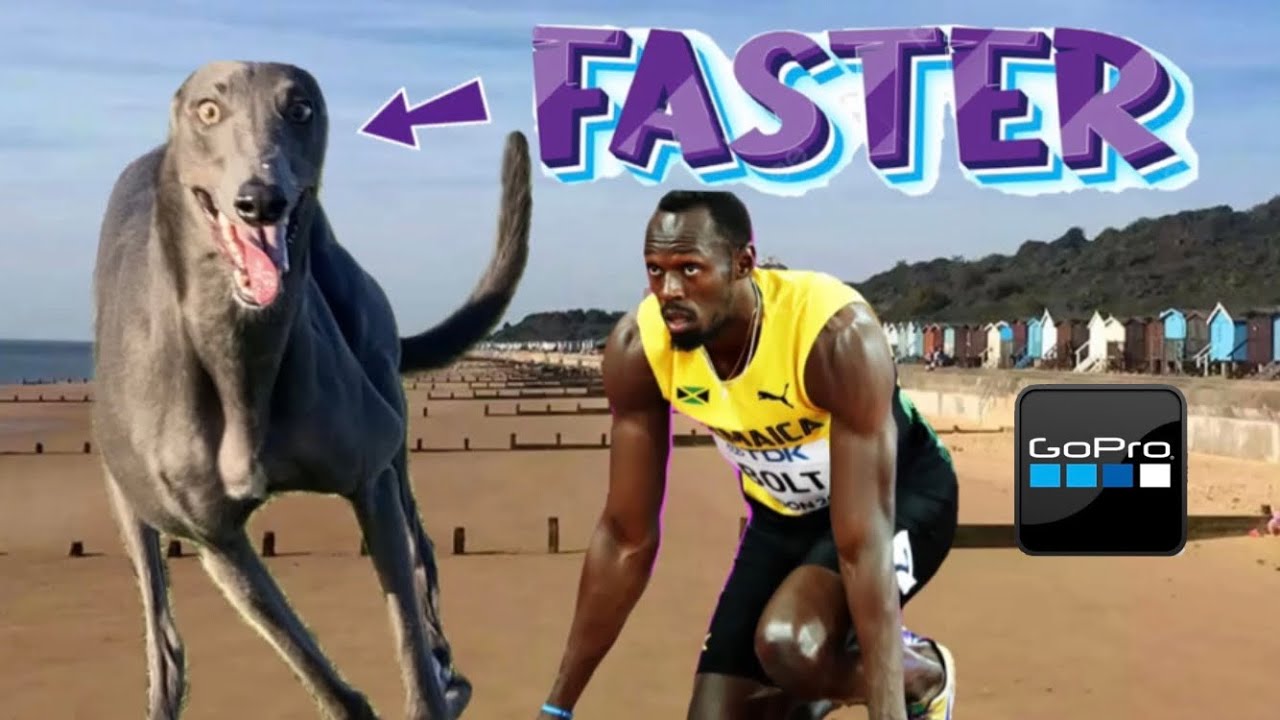 GREYHOUND fastest dog in the World running free on the BEACH with GO ...